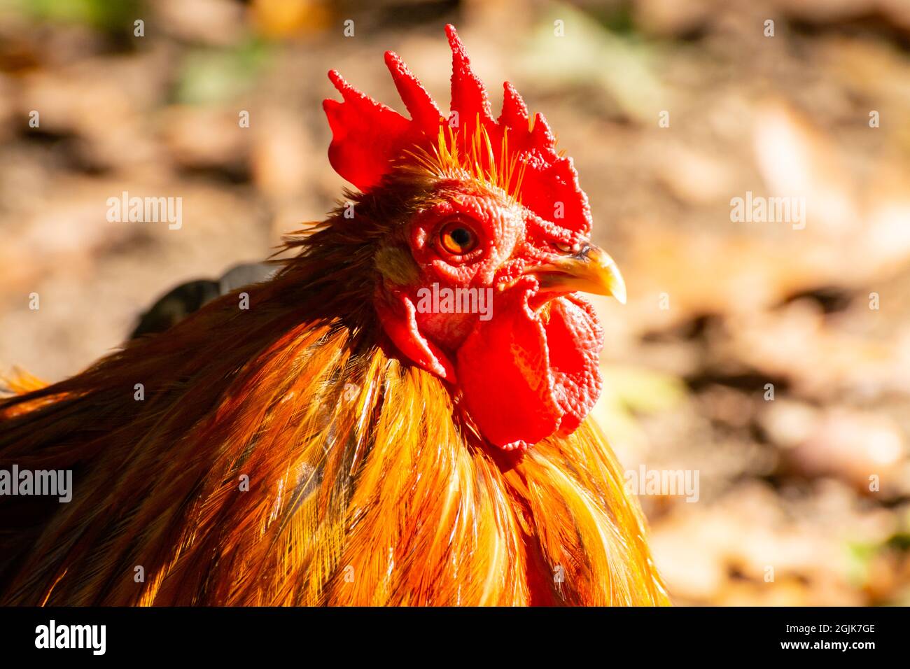 Free range keeping of rosters and hens outdoor on the bio farm Stock ...