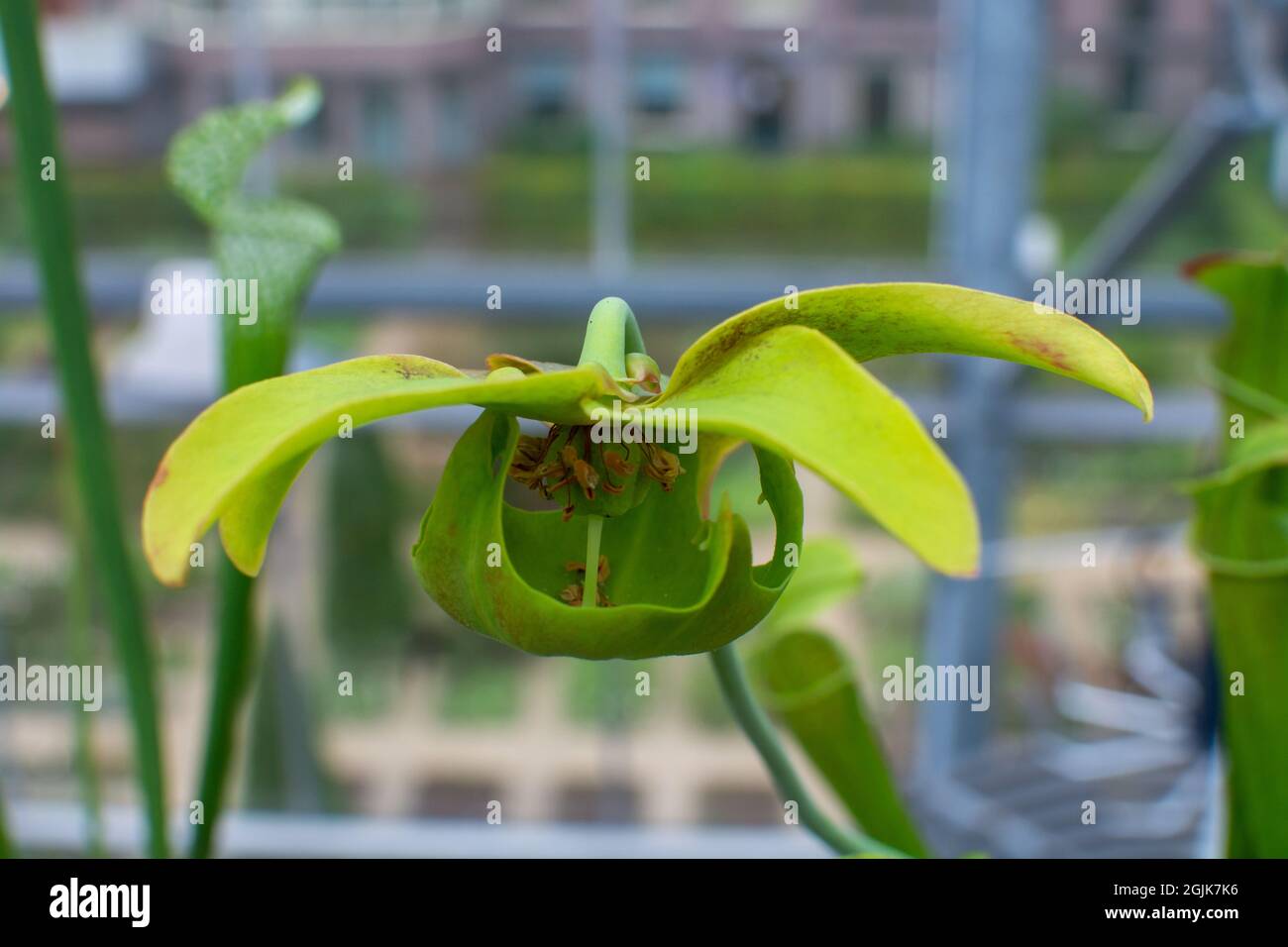 Botanical collection, different Carnivorous plants which trapping and ...