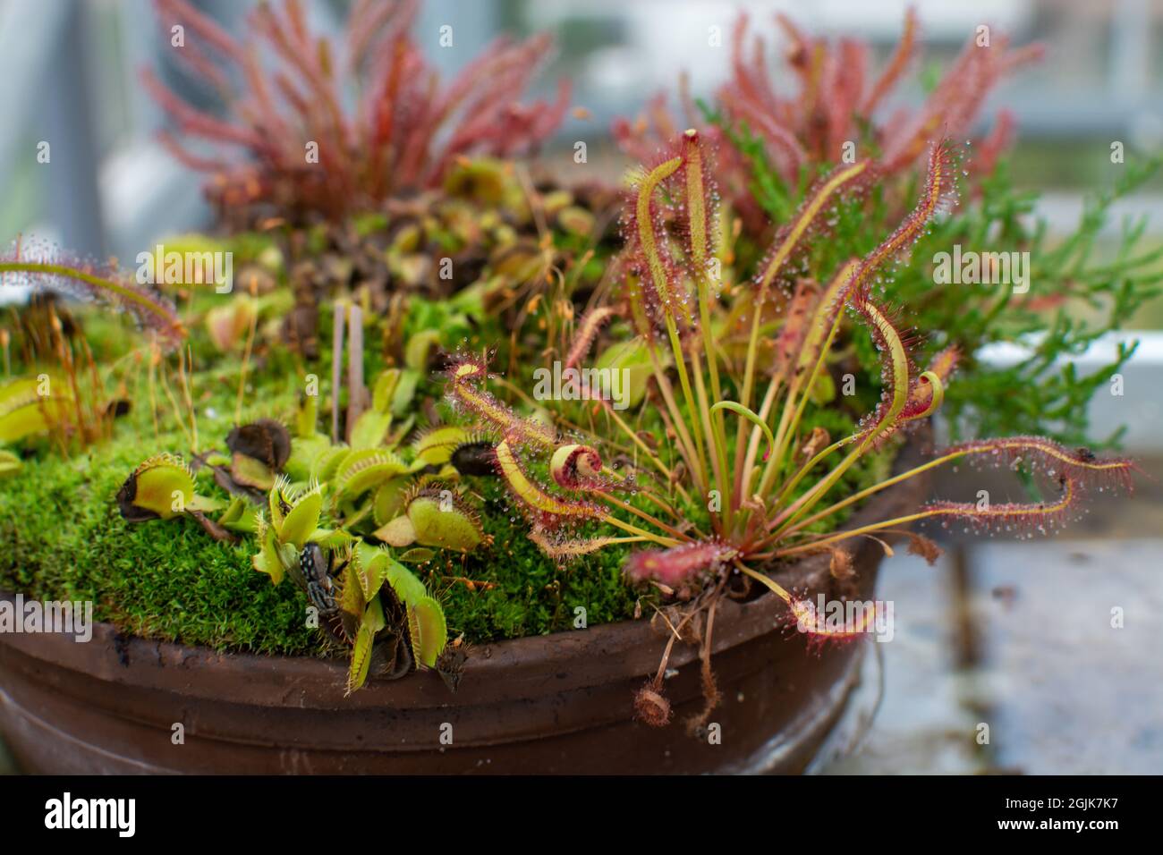Botanical collection, different Carnivorous plants which trapping and ...
