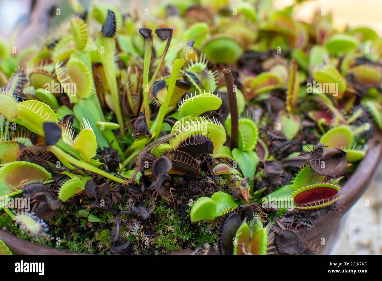 Botanical collection, different Carnivorous plants which trapping and ...