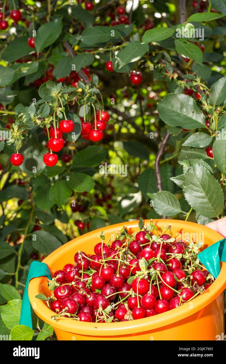 Harvesting of ripe organic sour kriek cherry in Belgium Stock Photo - Alamy