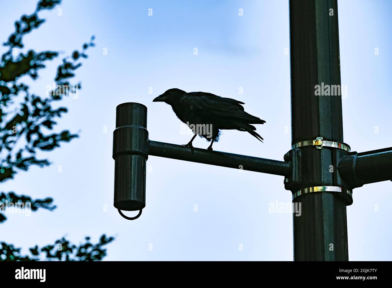 crow on lamp post Stock Photo - Alamy