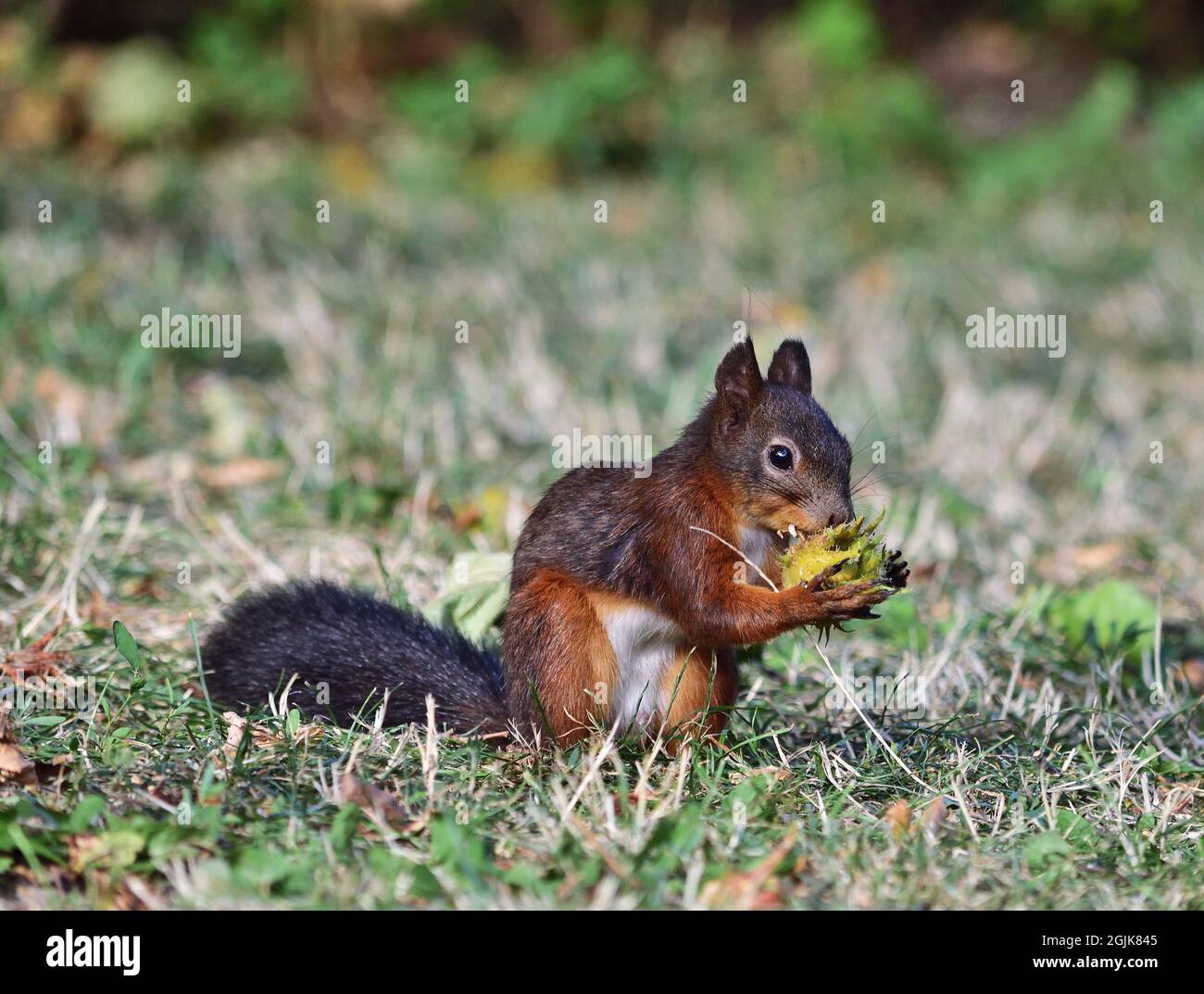 Young Eurasian red squirrel eating Stock Photo - Alamy