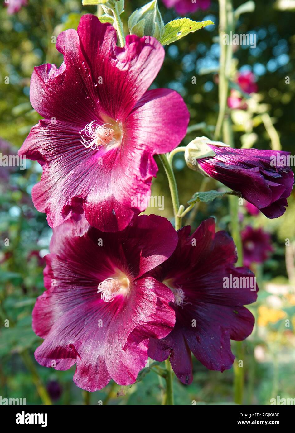 Dark red Alcea rosea or common hollyhock is a part of a cottage garden ...