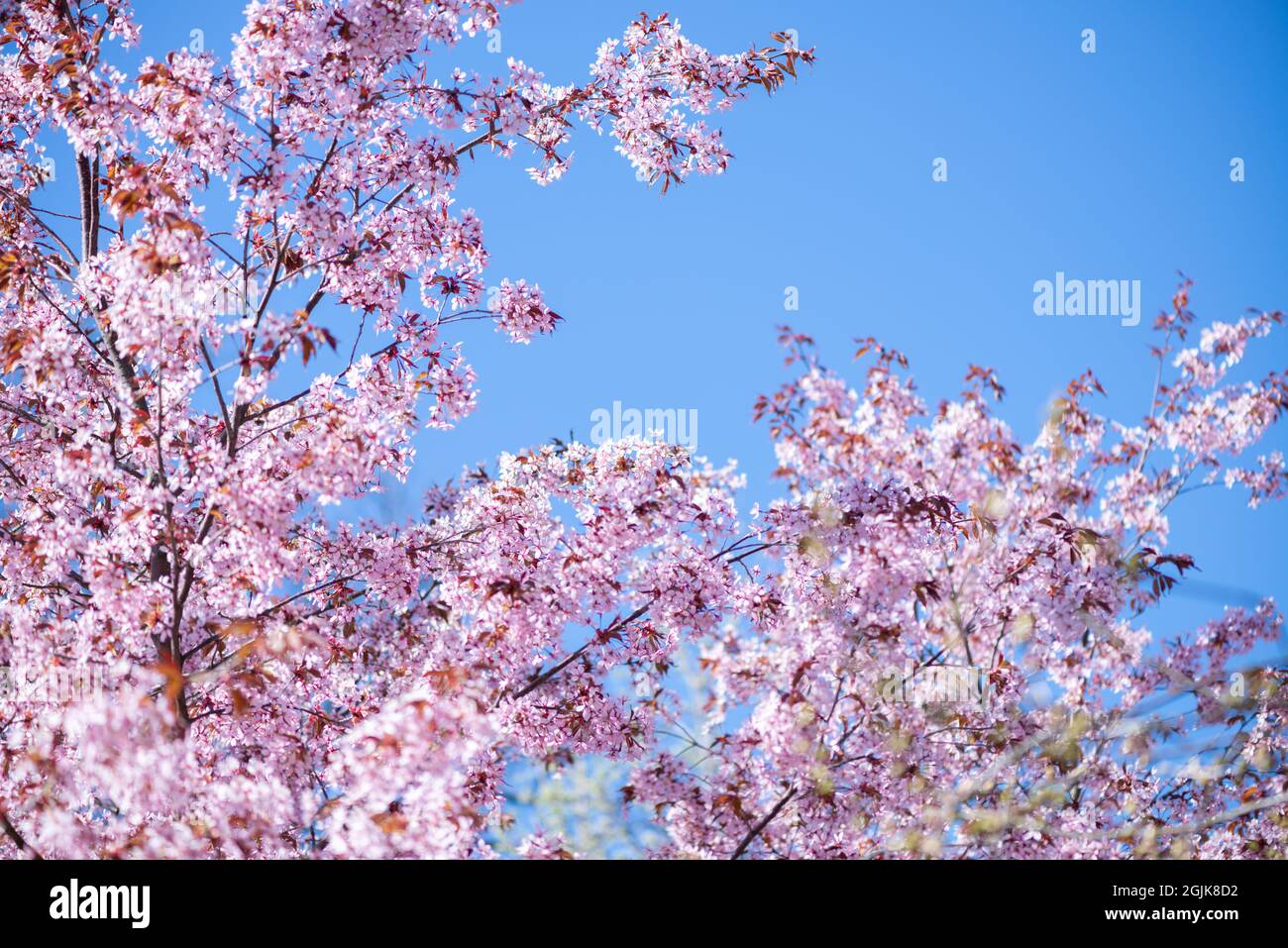 Wide angle shot of blooming cherry blossom trees shot in Helsinki ...