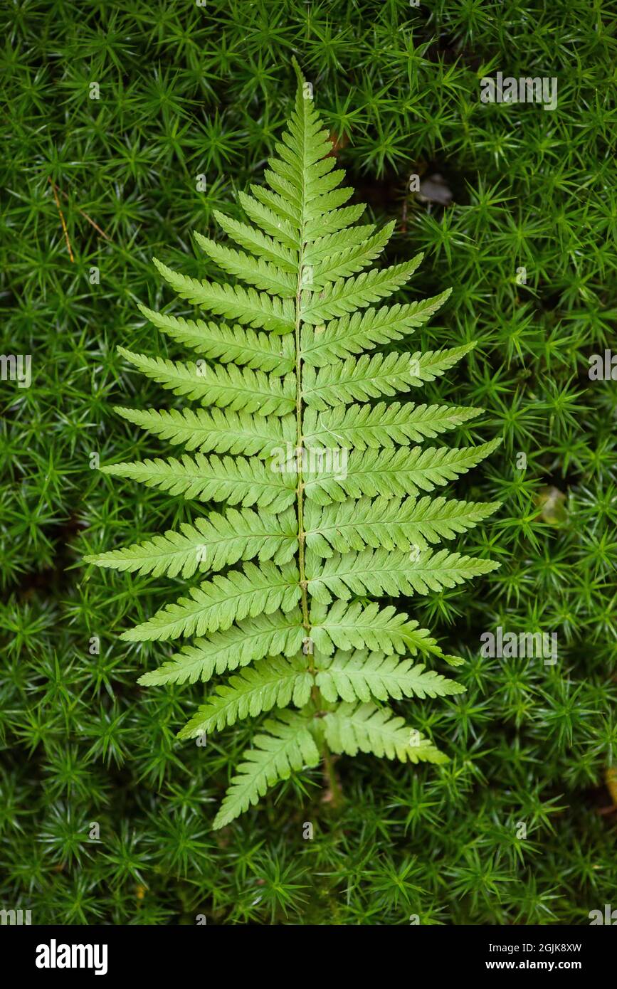 Emerald fern hi-res stock photography and images - Alamy