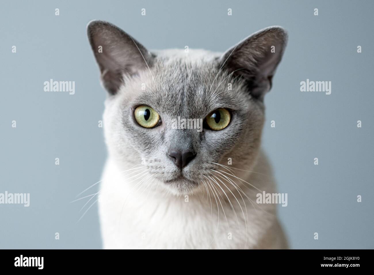 a beautiful Burmese cat sitting and staring. Isolated on a gray ...