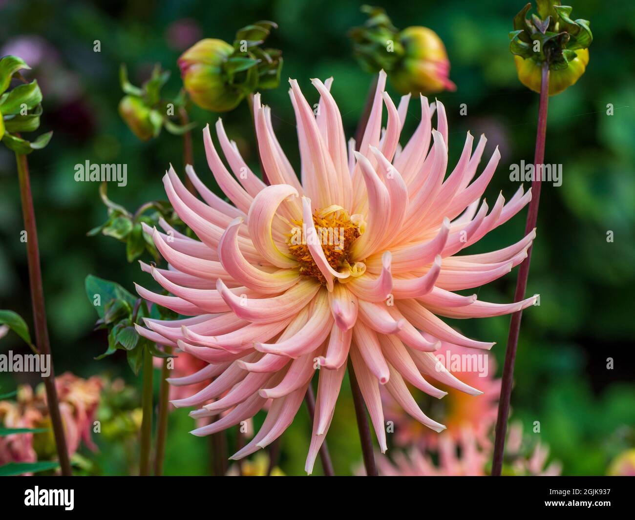 Dahlia 'Preference' at Chenies Manor, Buckinghamshire; a semi-cactus ...