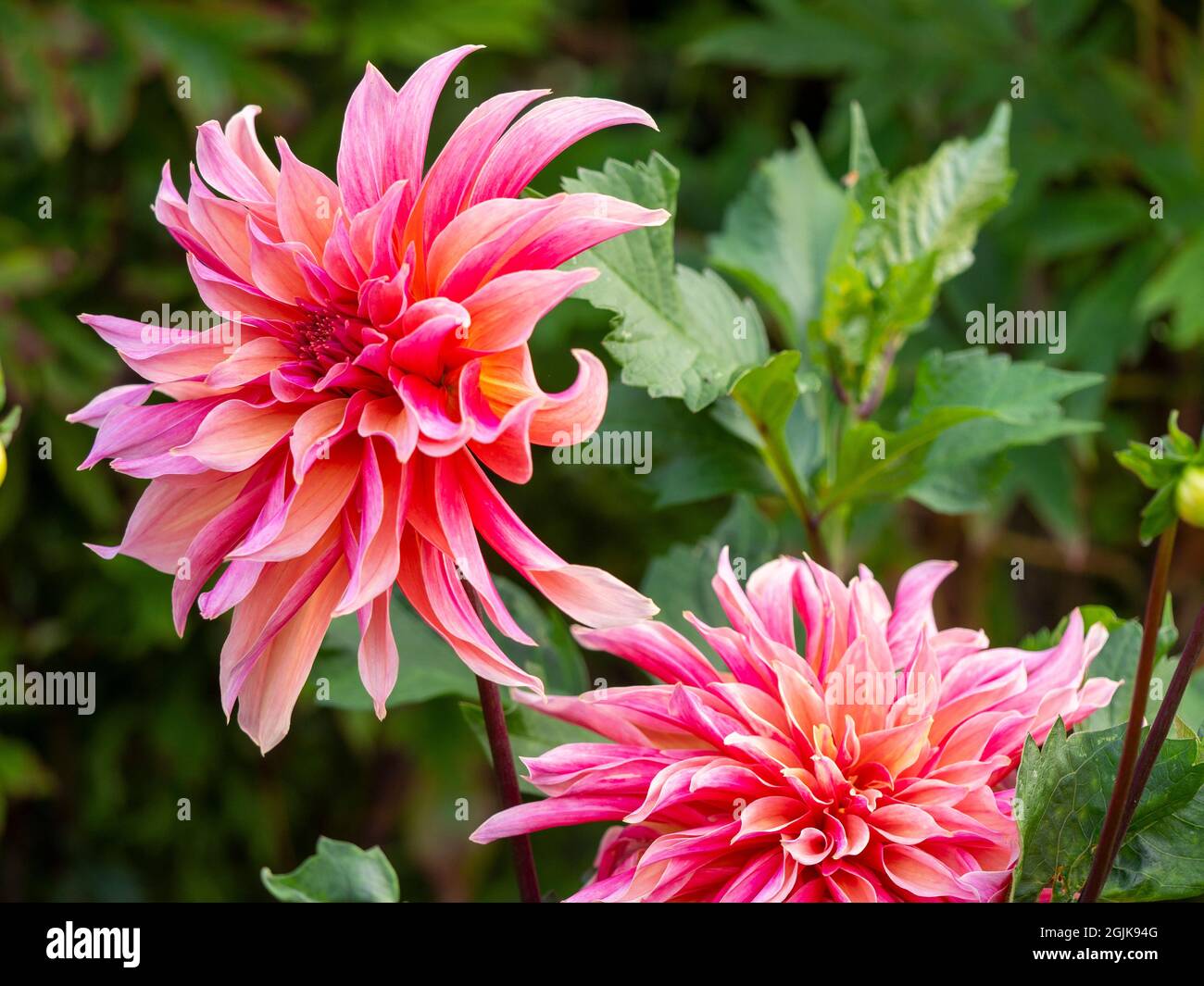 Dahlia labyrinth hi-res stock photography and images - Alamy
