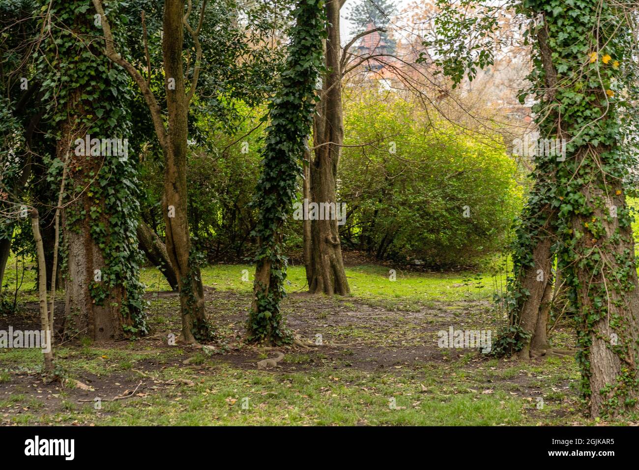 Landscape of overgrown trees in a green park Stock Photo - Alamy