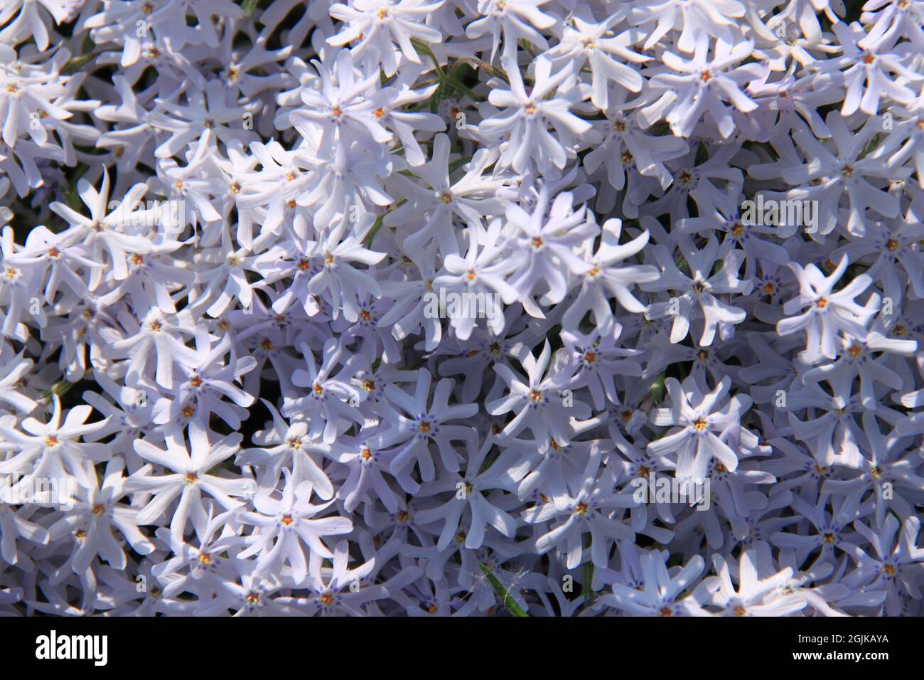 Splendid blooming phlox flowers Stock Photo - Alamy