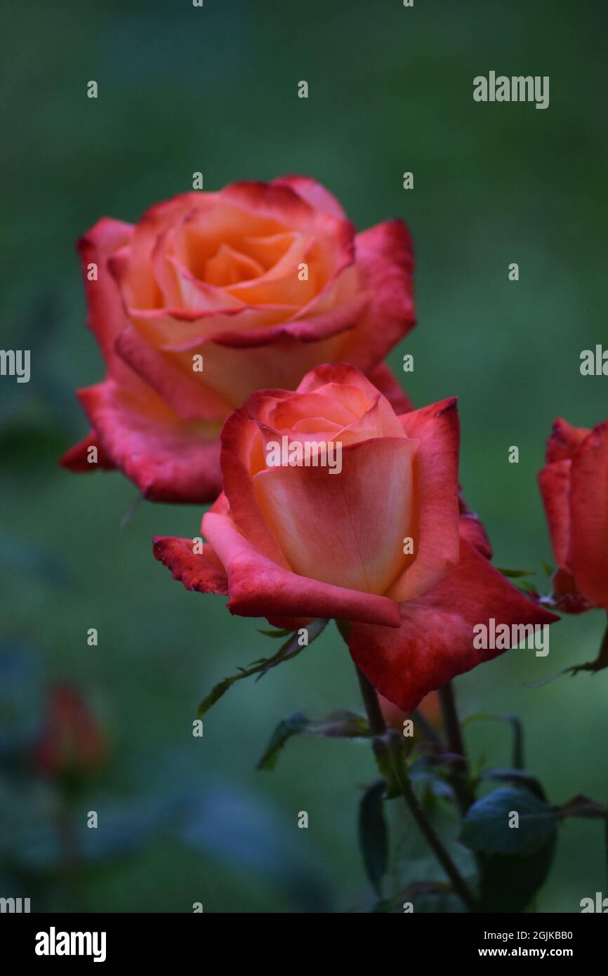 Two tone roses hi-res stock photography and images - Alamy