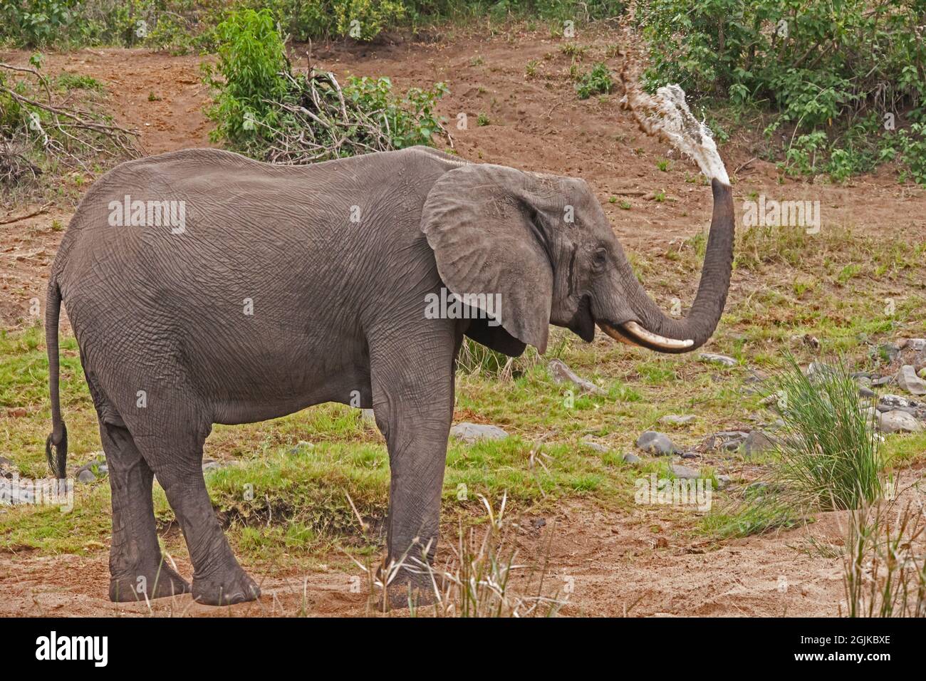 African elephant extinction hi-res stock photography and images - Alamy