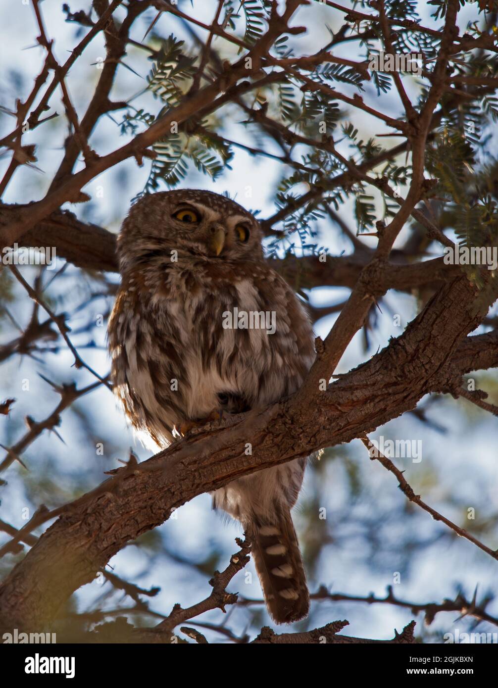 Pearl-spotted Owlet Glaucidium perlatum 4807 Stock Photo - Alamy