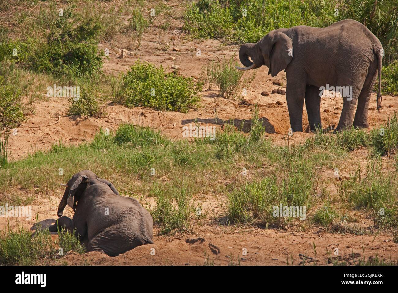 Elephant resting hi-res stock photography and images - Alamy