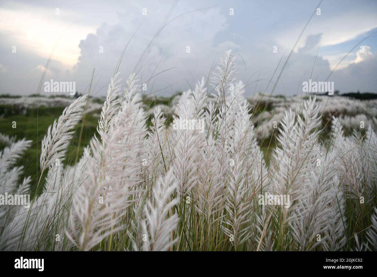 Kans grass hi-res stock photography and images - Alamy