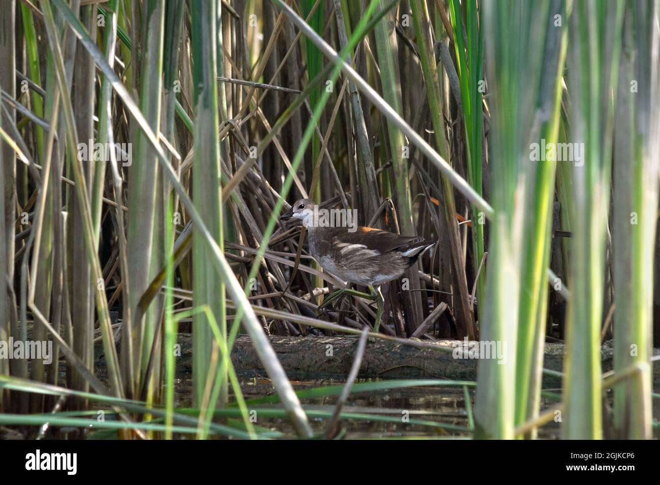 Water thicket hi-res stock photography and images - Alamy