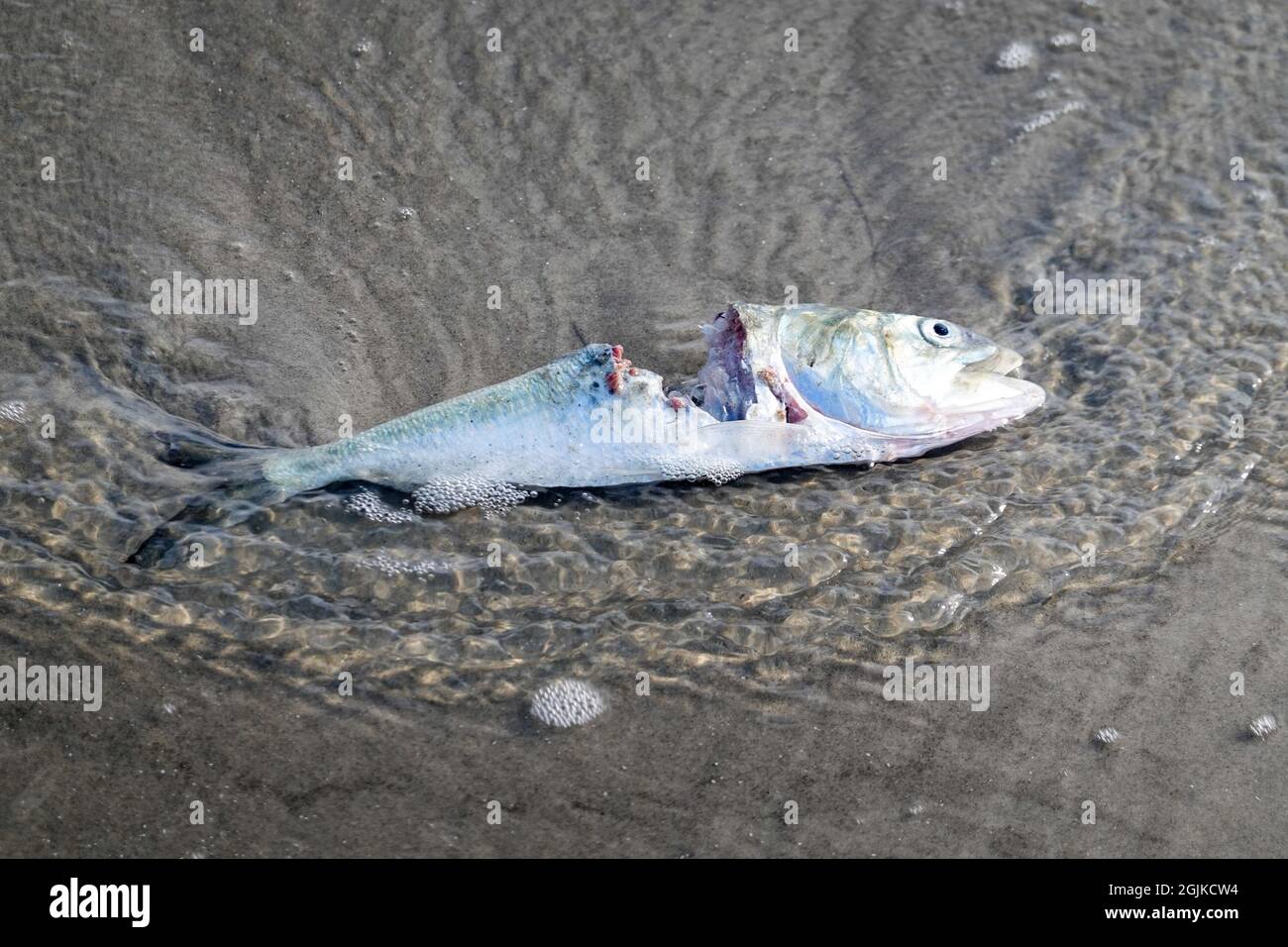 Laying on wet sand hi-res stock photography and images - Alamy
