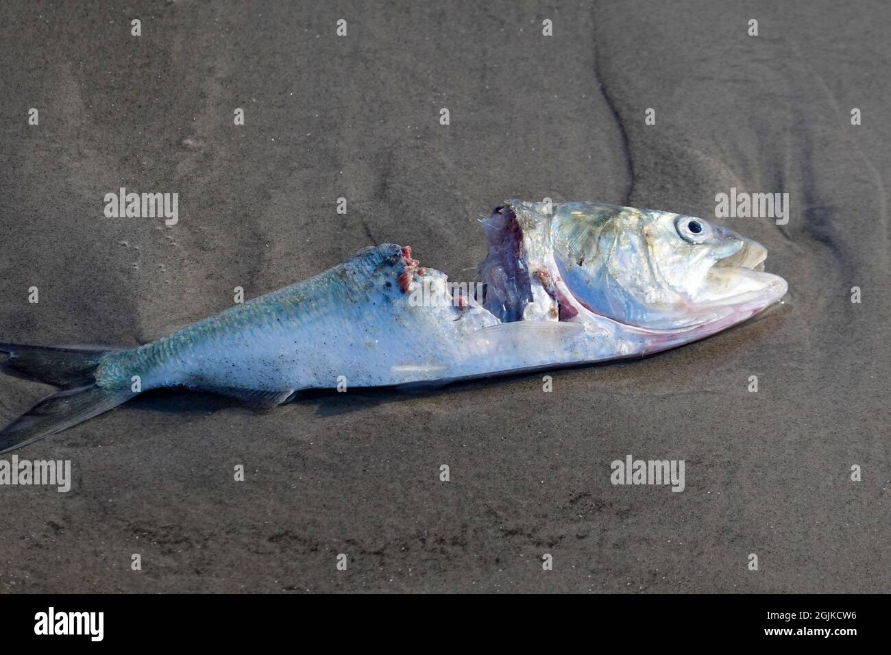 Skeleton Of A Dead Fish On The Beach High Resolution Stock Photography ...