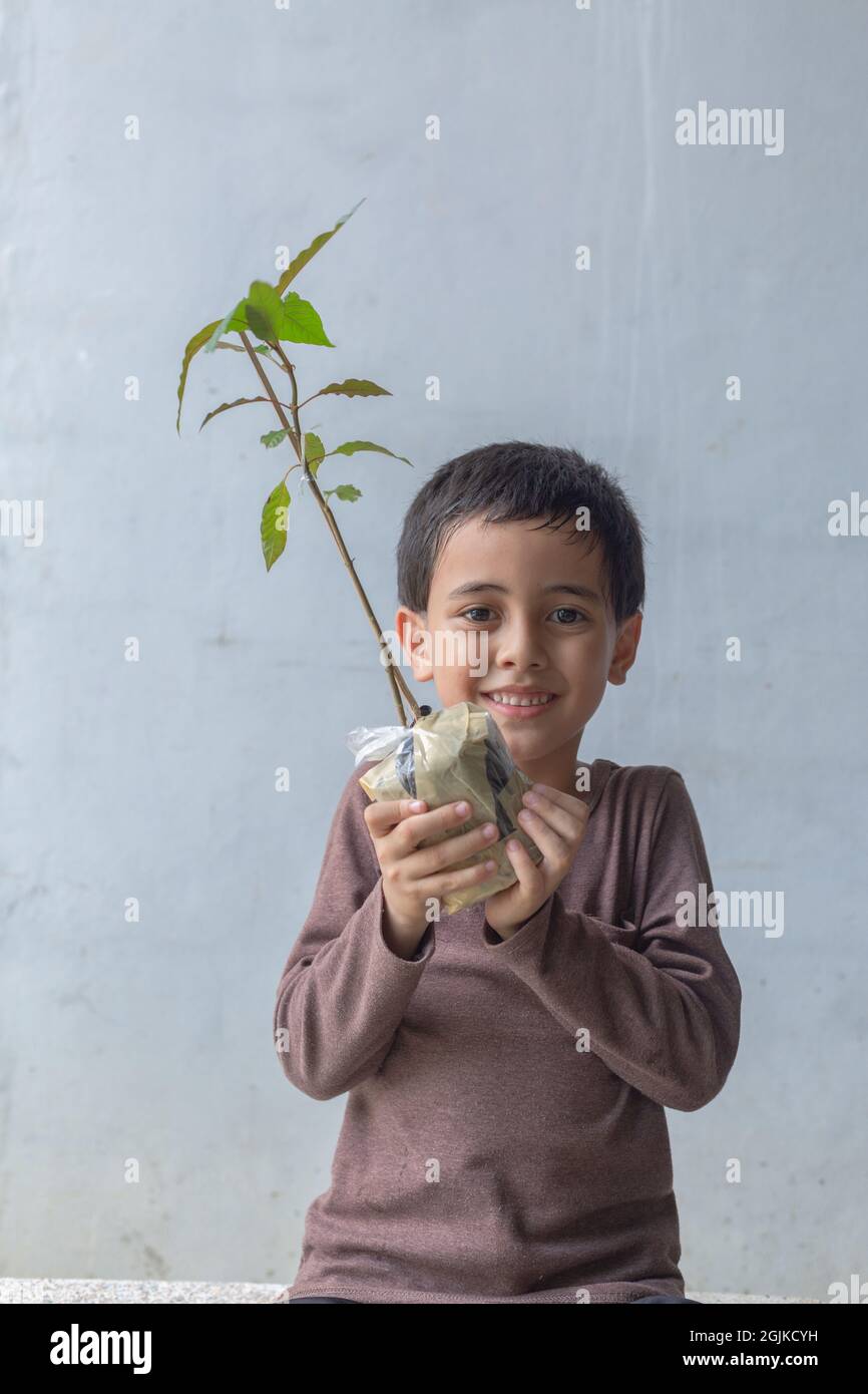 Kratom tree seedlings ready to be planted in the ground. A cute boy sat ...