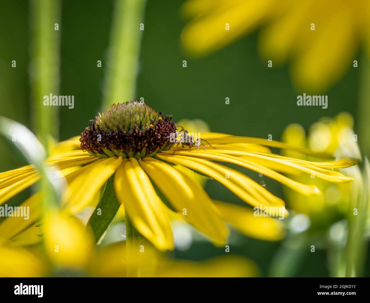 Wolf spider uk garden hi-res stock photography and images - Alamy