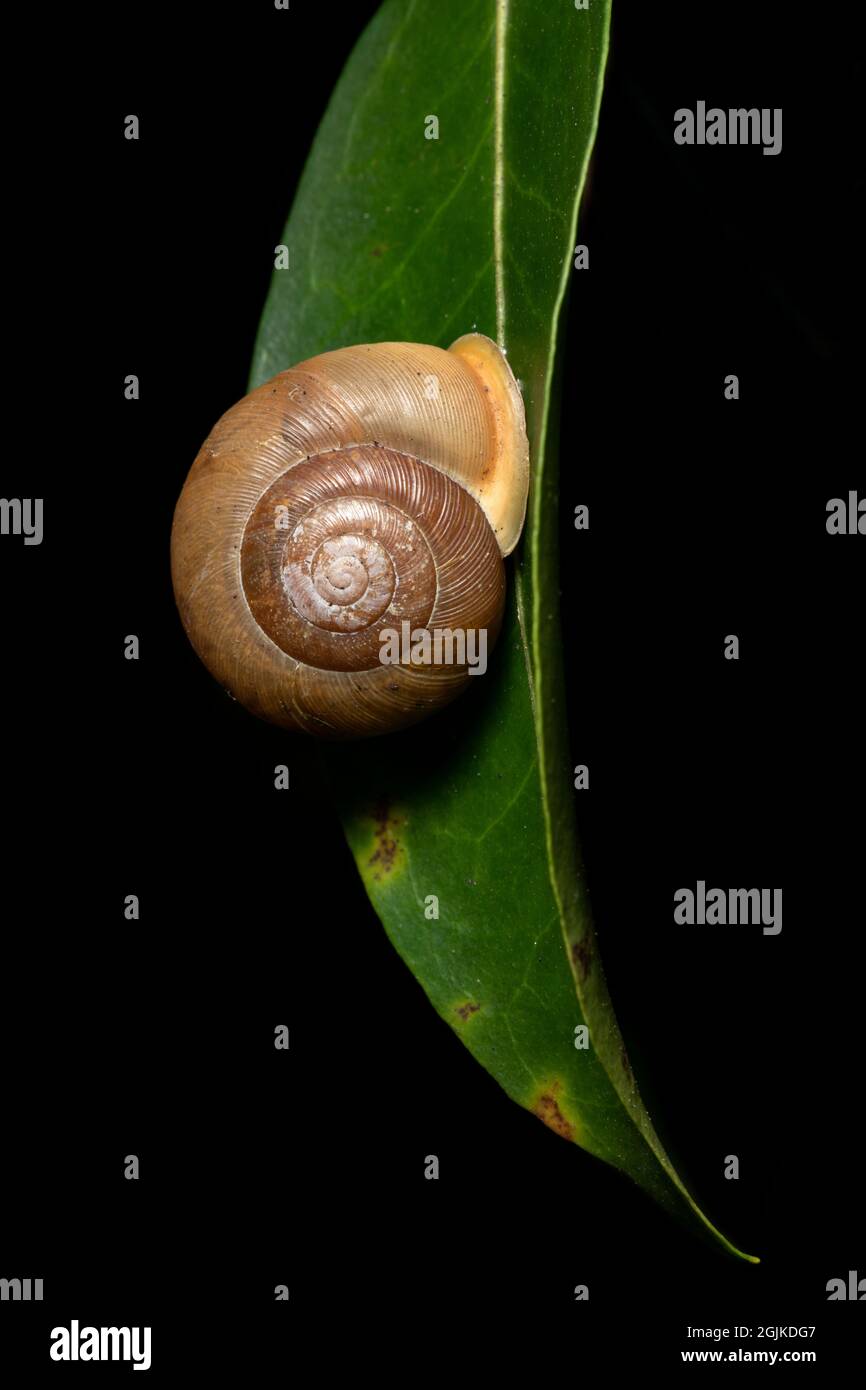 Close-up of terrestrial snail or land snail - Brevard, North Carolina ...