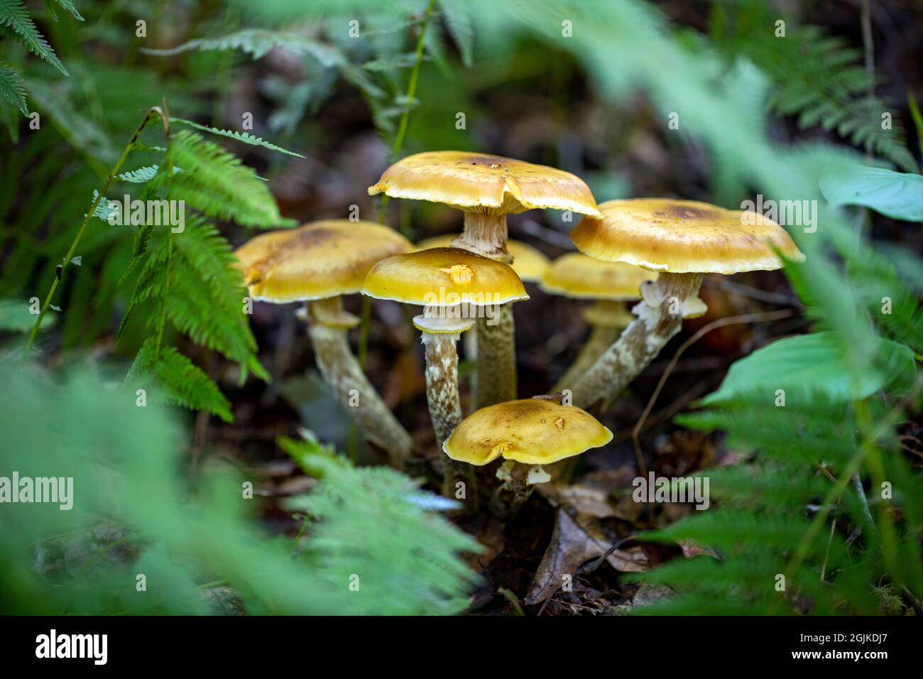 Mushroom yellow toadstool fungi hi-res stock photography and images - Alamy