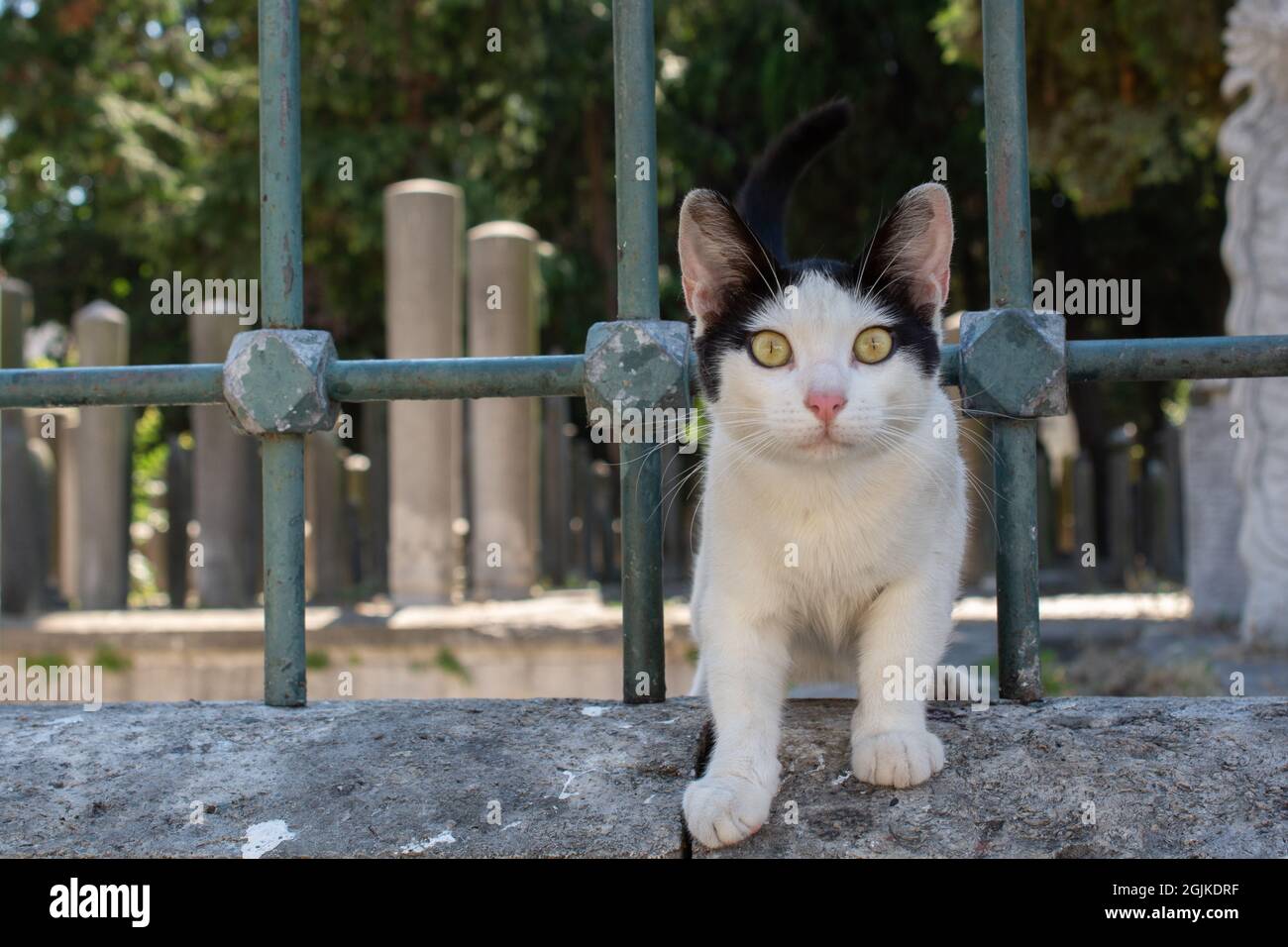 Black and white cute cat standing behind metal fence bars Stock Photo ...