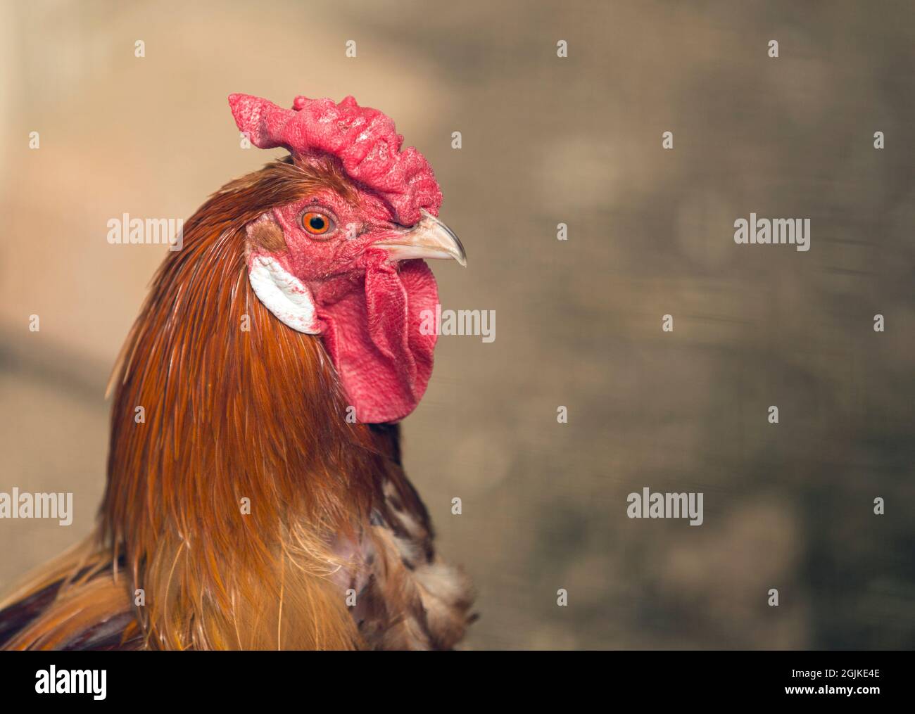 Close up shot of the head of a live russet coloured cockerel Stock ...