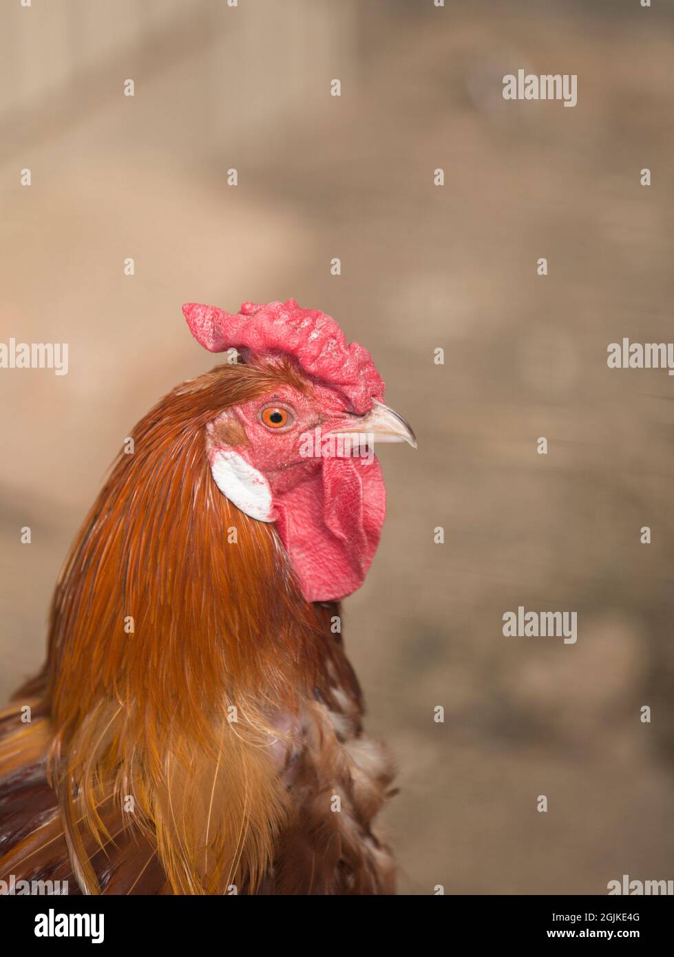 Close up shot of the head of a live russet coloured cockerel Stock ...