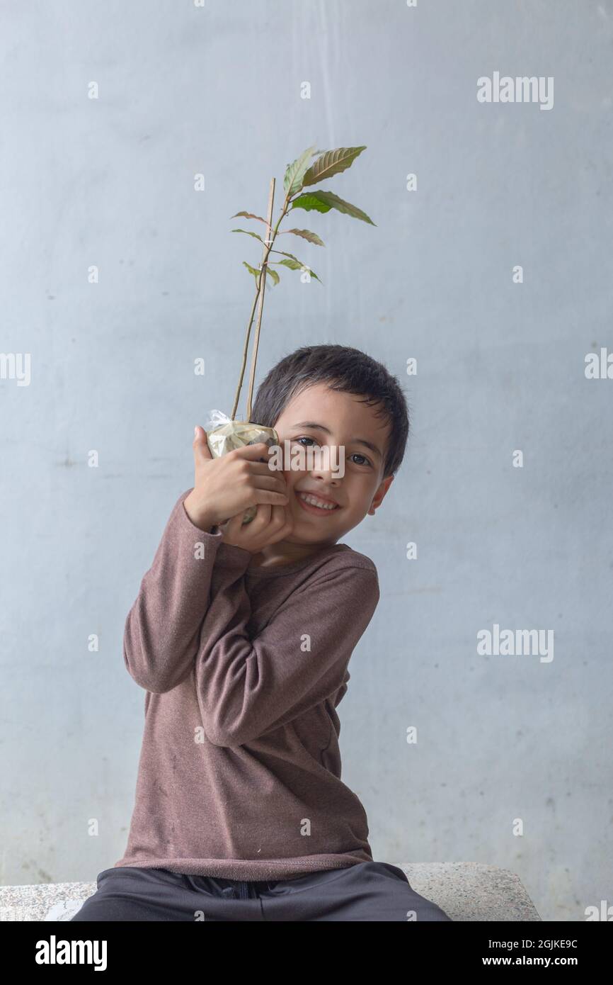 Kratom tree seedlings ready to be planted in the ground. A cute boy sat ...