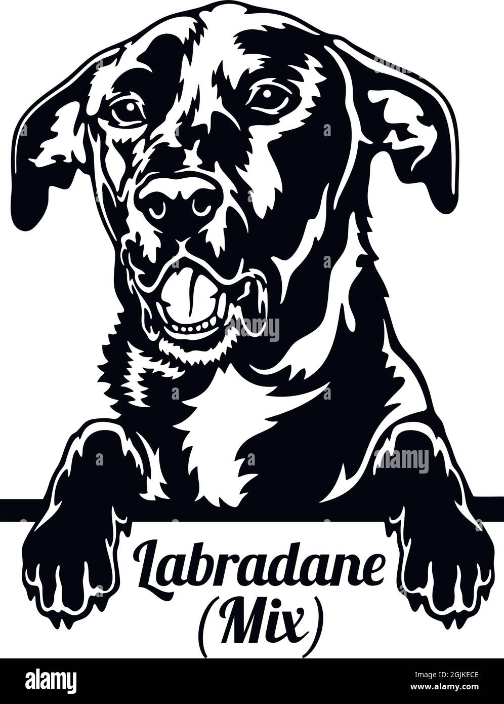 Labradane, Mix Peeking Dog - head isolated on white - vector stock ...