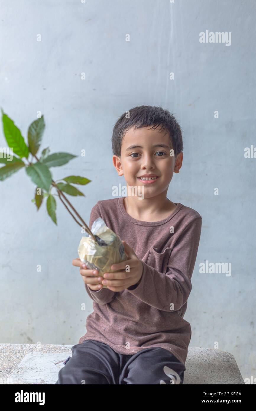 Kratom tree seedlings ready to be planted in the ground. A cute boy sat ...