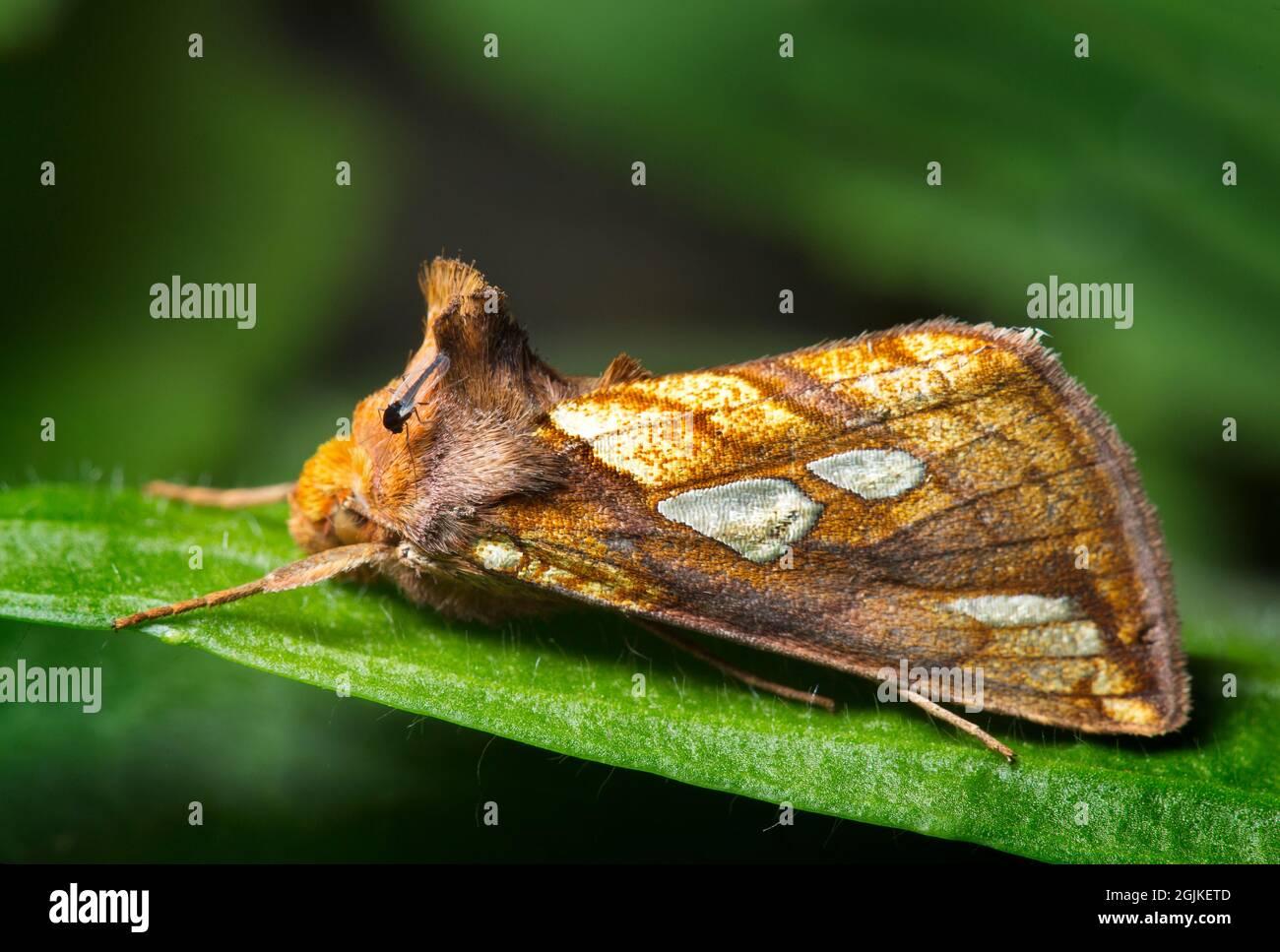 Gold spot Moth (Plusia festucae Stock Photo - Alamy