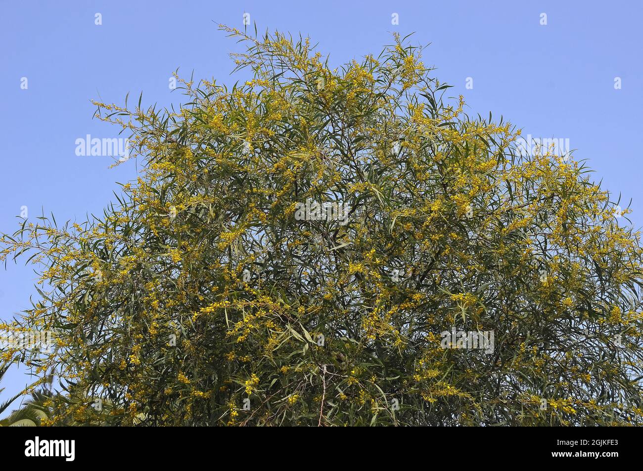 coojong, golden wreath wattle, orange wattle, blue-leafed wattle ...