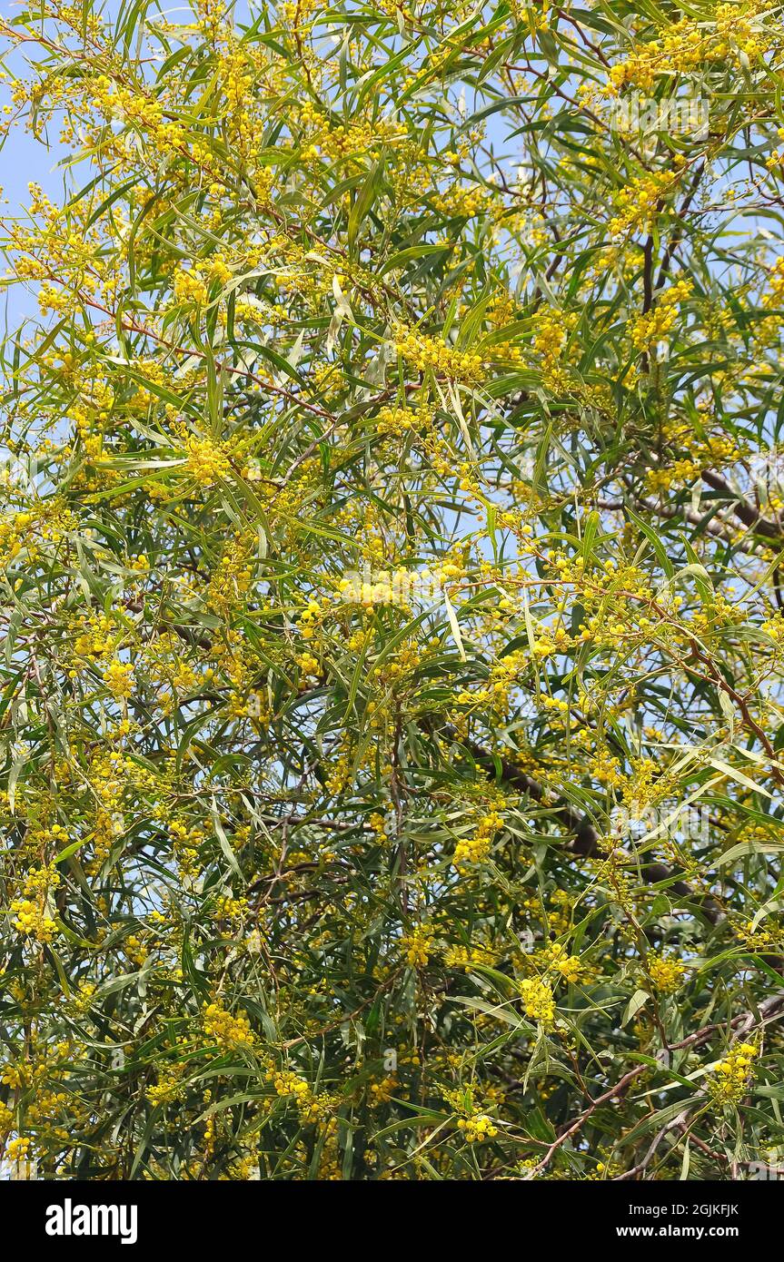coojong, golden wreath wattle, orange wattle, blue-leafed wattle ...