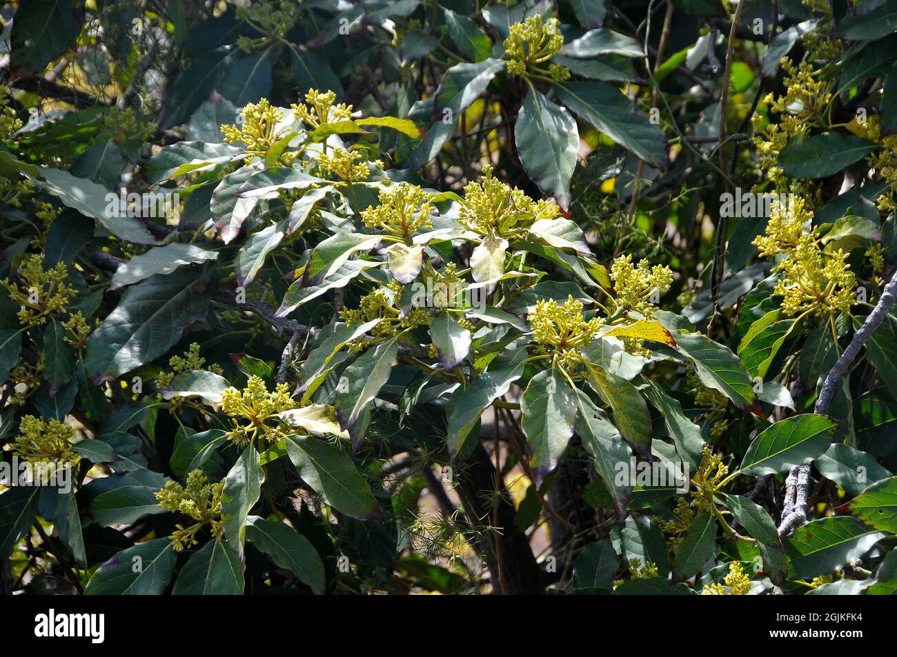 avocado pear or alligator pear, Avocado, Persea americana, avokádó ...