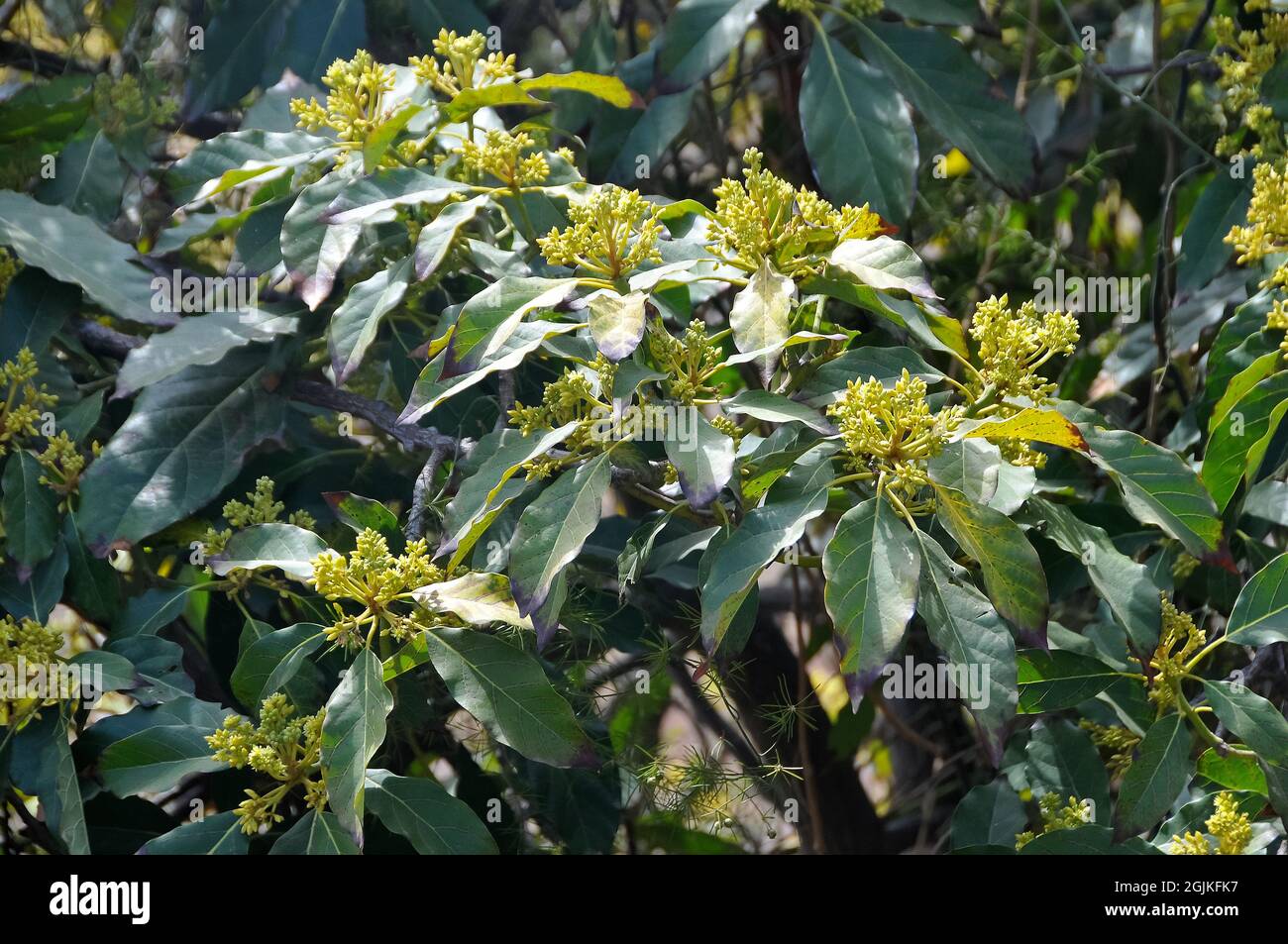 Persea americana flowers hi-res stock photography and images - Alamy
