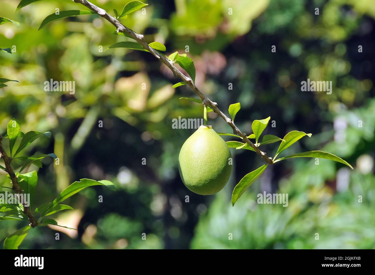 calabash tree, huingo, krabasi, or kalebas, Crescentia mirabilis Stock ...