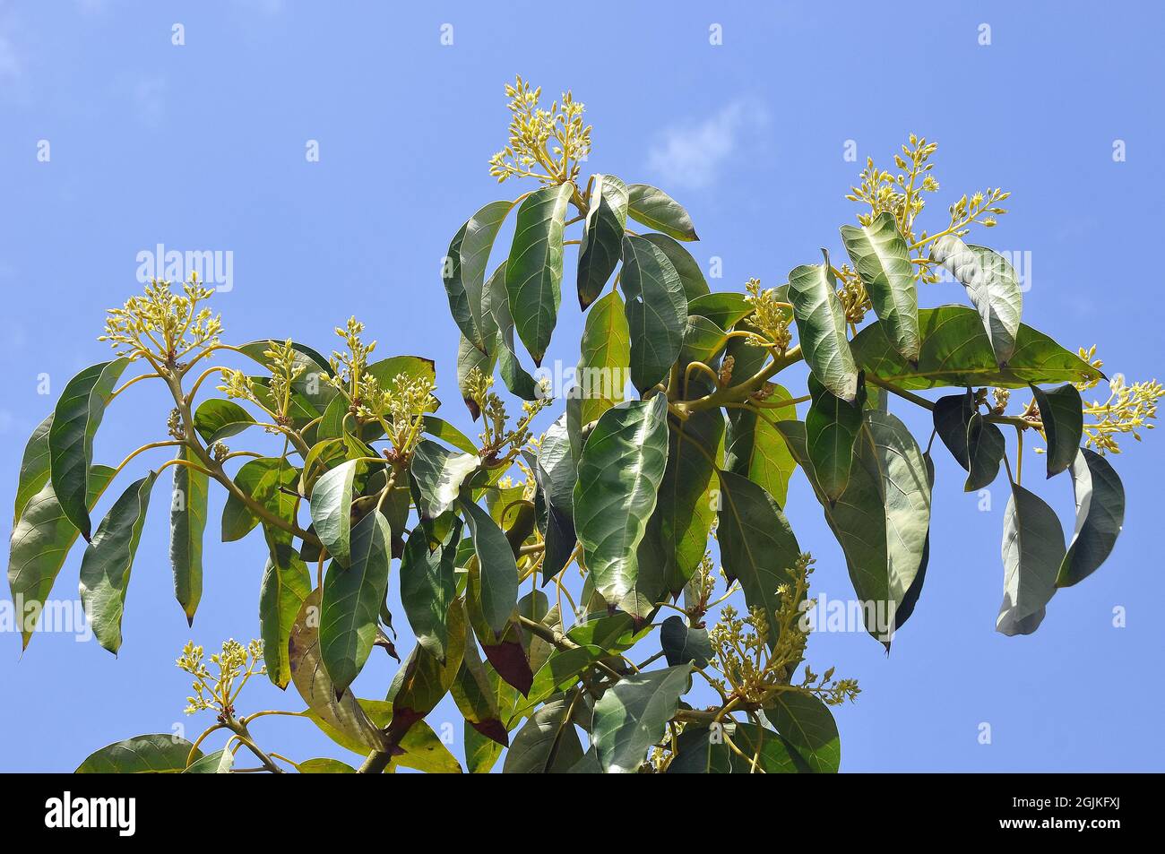 avocado pear or alligator pear, Avocado, Persea americana, avokádó ...