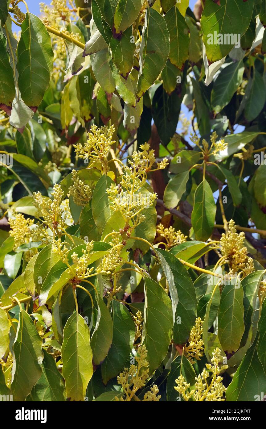 avocado pear or alligator pear, Avocado, Persea americana, avokádó ...
