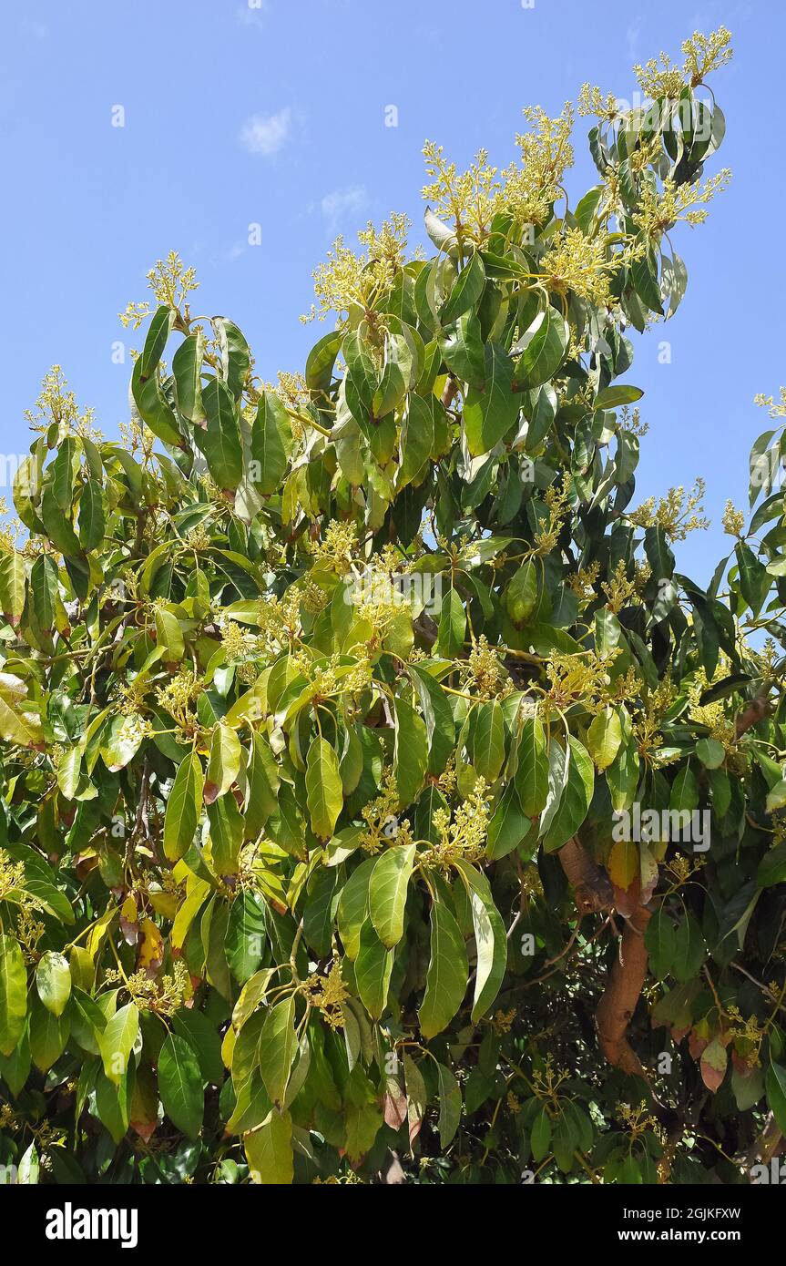 avocado pear or alligator pear, Avocado, Persea americana, avokádó ...