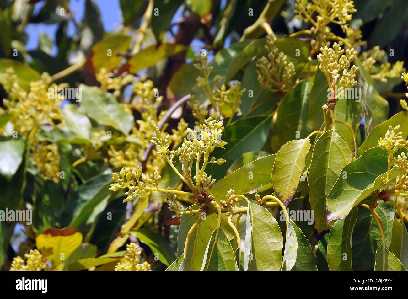 avocado pear or alligator pear, Avocado, Persea americana, avokádó ...