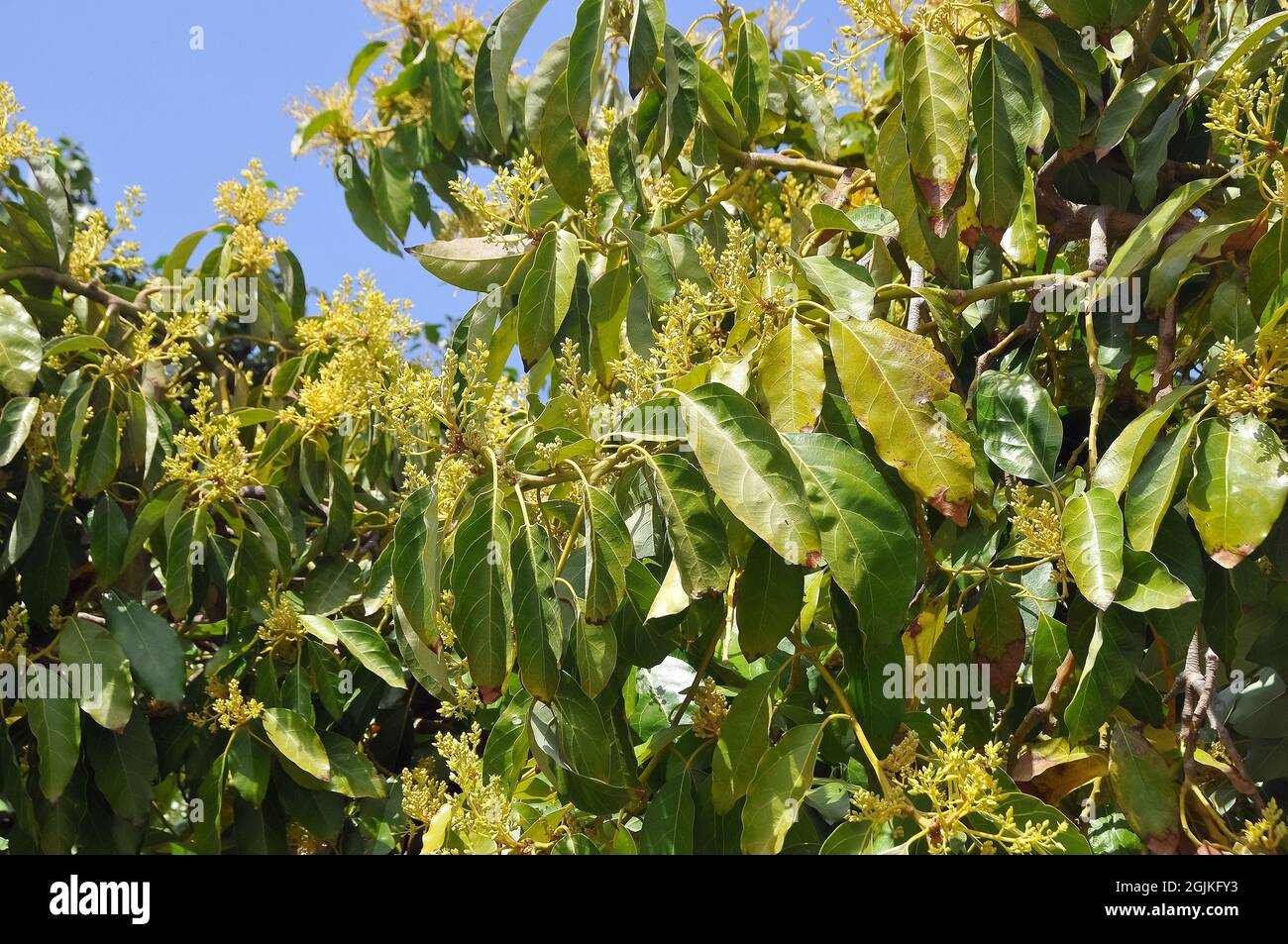 avocado pear or alligator pear, Avocado, Persea americana, avokádó ...