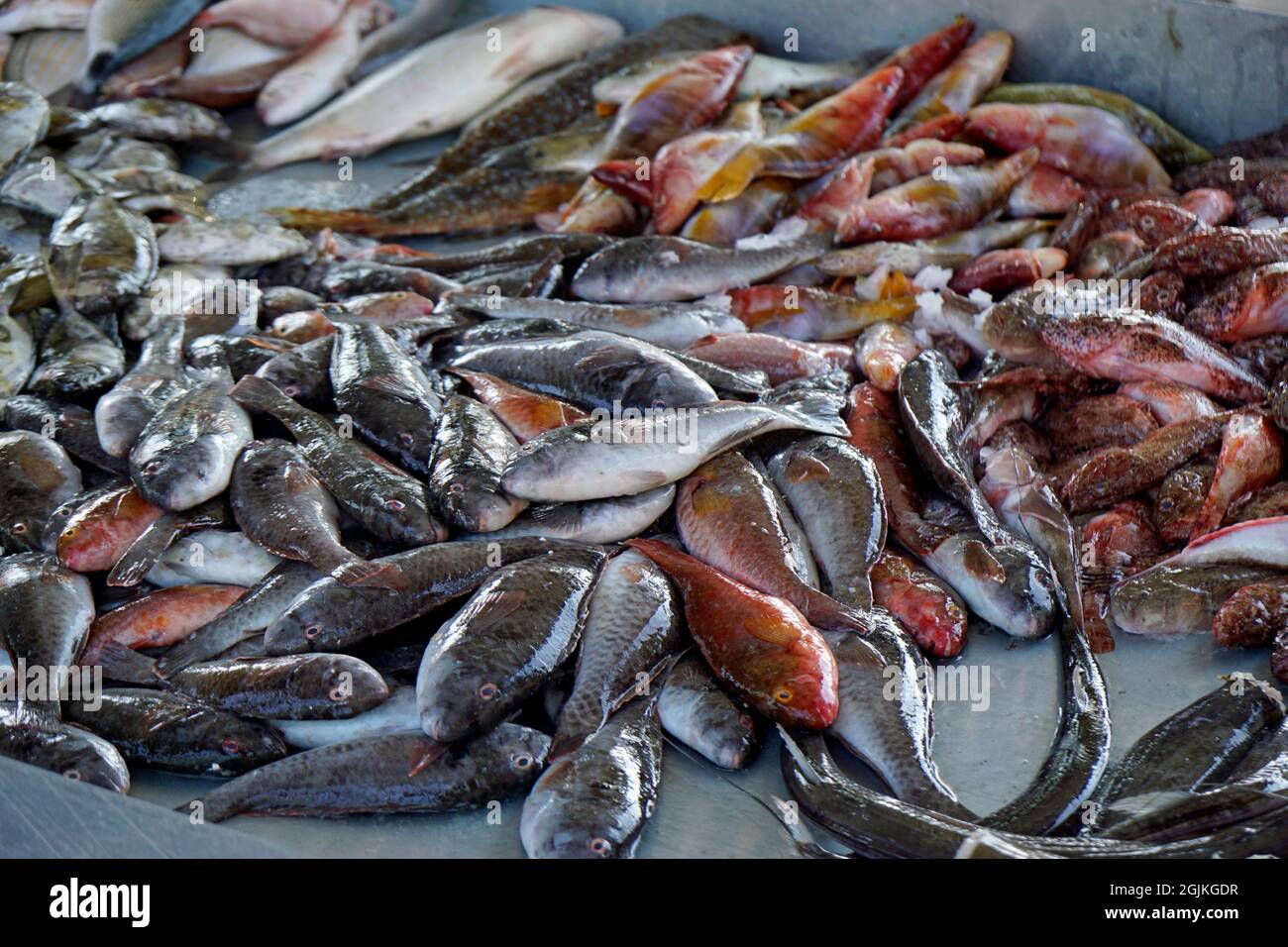 fish on a market in rhodes in greece Stock Photo - Alamy