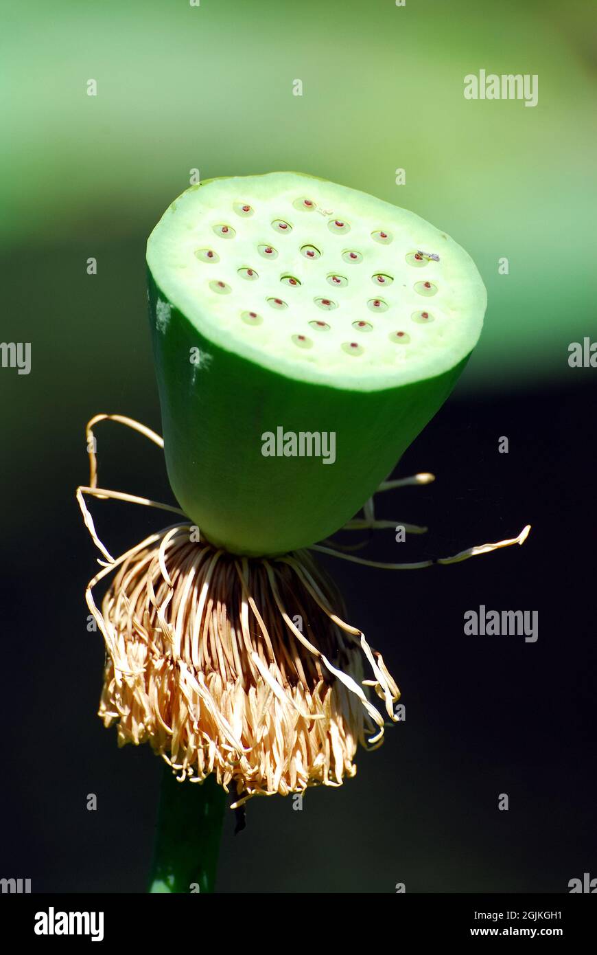 Indian lotus, sacred lotus, bean of India, Egyptian bean, indiai lótusz ...