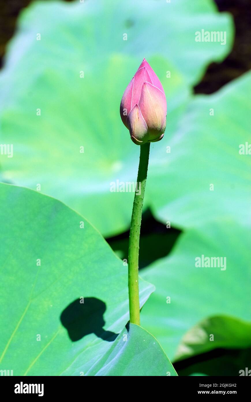 Indian lotus, sacred lotus, bean of India, Egyptian bean, indiai lótusz ...
