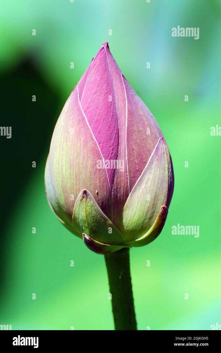 Indian lotus, sacred lotus, bean of India, Egyptian bean, indiai lótusz ...