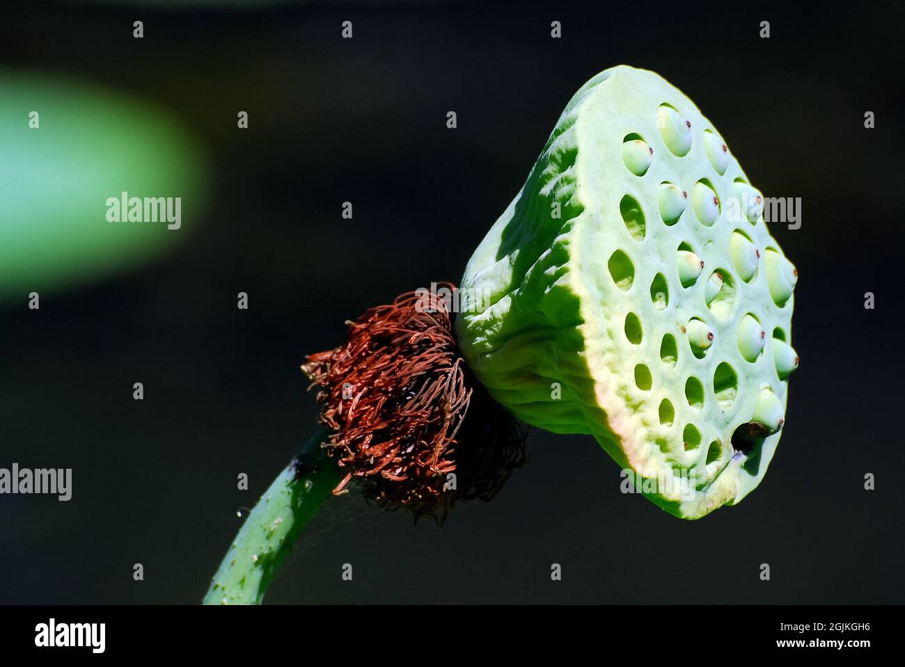 Indian lotus, sacred lotus, bean of India, Egyptian bean, indiai lótusz ...