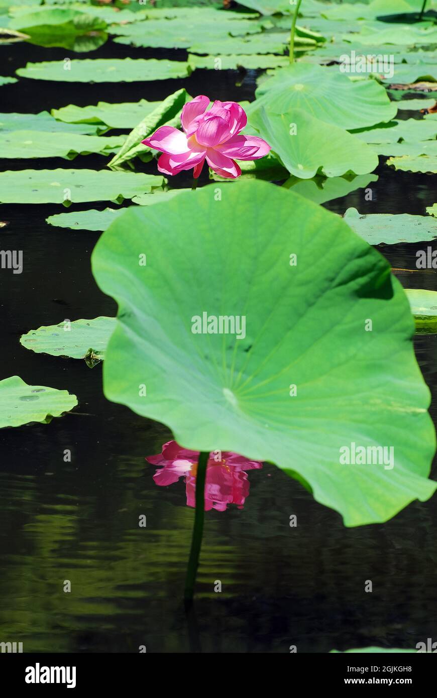 Indian lotus, sacred lotus, bean of India, Egyptian bean, indiai lótusz ...